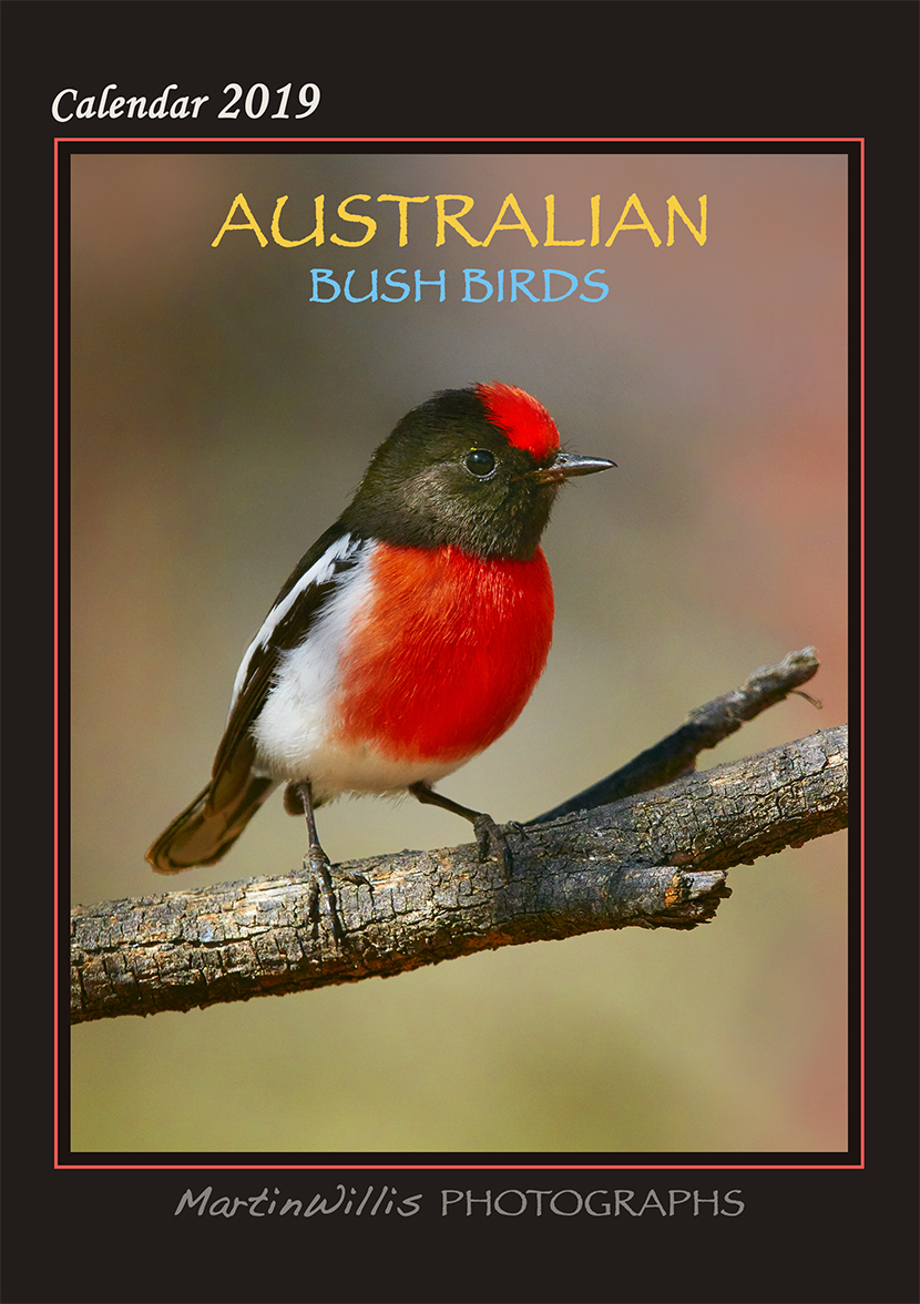Buy Australian Birds & Parrots Calendars Online - Martin Willis Photographs