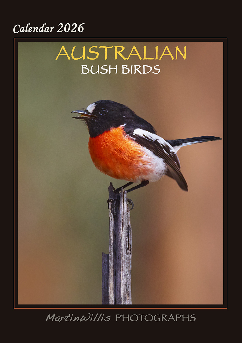 Buy Australian Birds & Parrots Calendars Online - Martin Willis Photographs