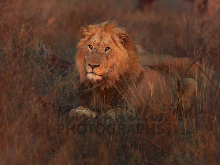 Buy Lion -first light Image Online - Print & Canvas Photos - Martin ...