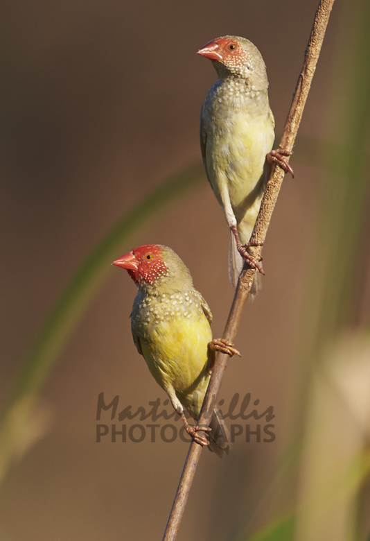 Buy Star Finch pair Image Online - Print & Canvas Photos - Martin ...