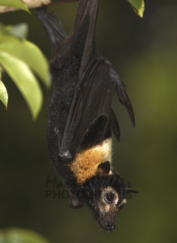 Buy Spectacled Flyingfox Image Online - Print & Canvas Photos - Martin ...