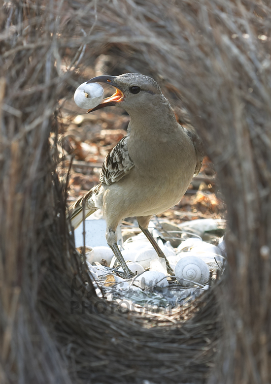 Buy Great Bowerbird Image Online - Print & Canvas Photos - Martin ...