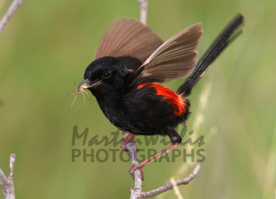 Buy Red-backed Fairy-Wren Image Online - Print & Canvas Photos - Martin ...