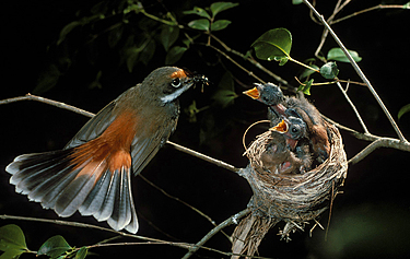 Buy Rufous Fantail Image Online - Print & Canvas Photos - Martin Willis ...