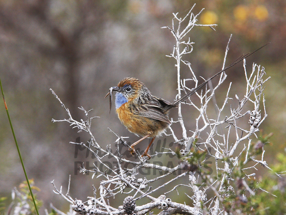 Buy Southern Emu-Wren Image Online - Print & Canvas Photos - Martin ...