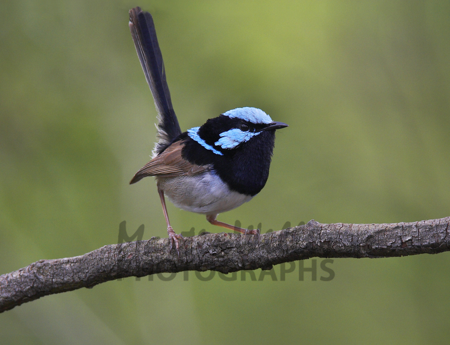Buy Superb Fairy-Wren Image Online - Print & Canvas Photos - Martin ...