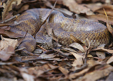 Buy Northern Death Adder Image Online - Print & Canvas Photos - Martin ...