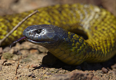 Buy Tasmanian Tiger Snake -CU Image Online - Print & Canvas Photos ...