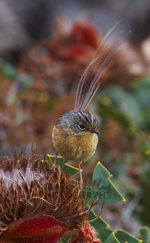 Buy Southern Emu-Wren female Image Online - Print & Canvas Photos ...