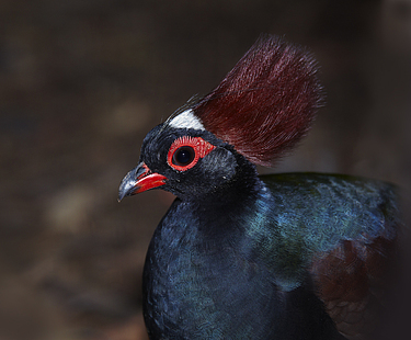 Buy Crested Partridge Image Online - Print & Canvas Photos - Martin ...