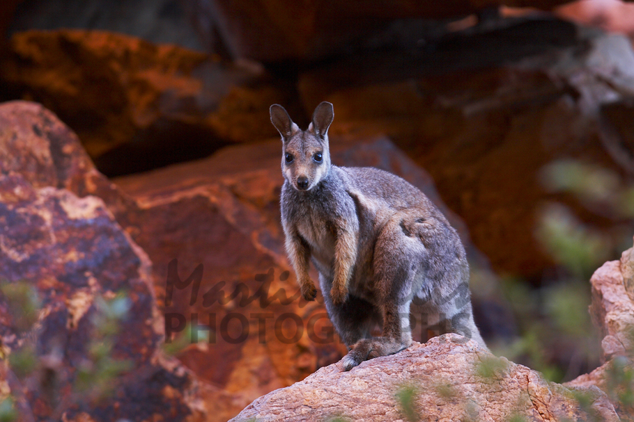 Buy Black-footed Rock Wallaby Image Online - Print & Canvas Photos ...