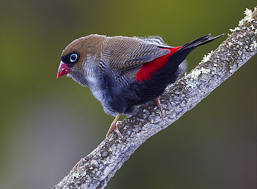 Buy Beautiful Firetail Finch Image Online - Print & Canvas Photos ...