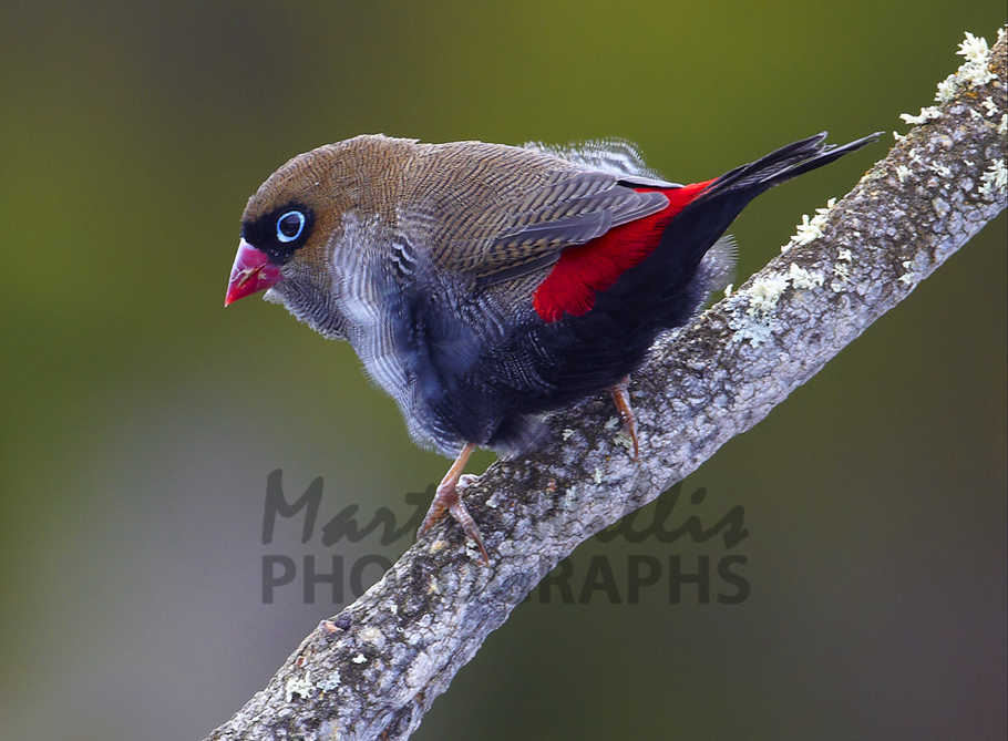 Buy Beautiful Firetail Finch Image Online - Print & Canvas Photos ...