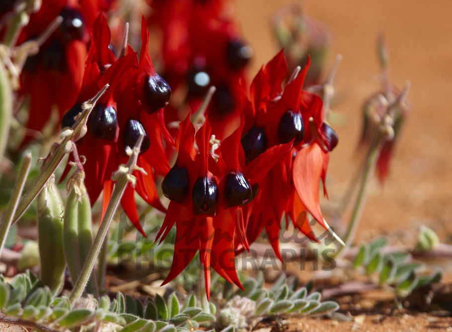 Buy Sturt's Desert Pea Image Online - Print & Canvas Photos - Martin ...
