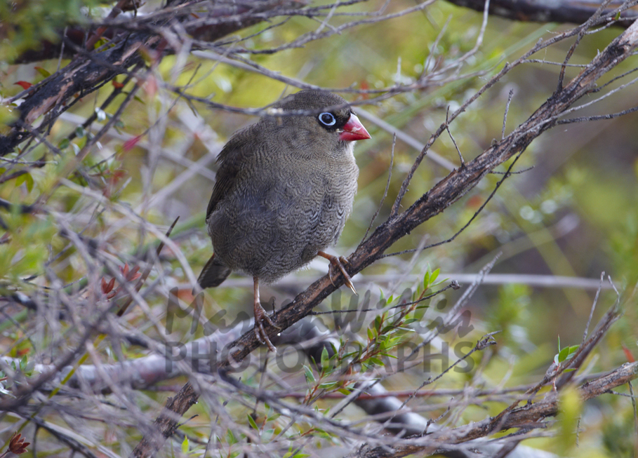 Buy Beautiful Firetail Finch -female Image Online - Print & Canvas ...