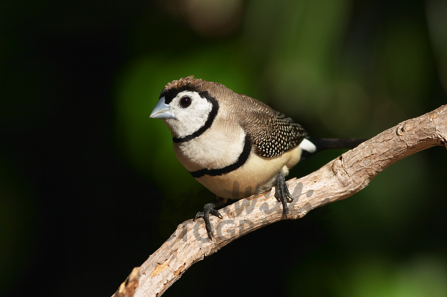 Buy Double-barred Finch Image Online - Print & Canvas Photos - Martin ...