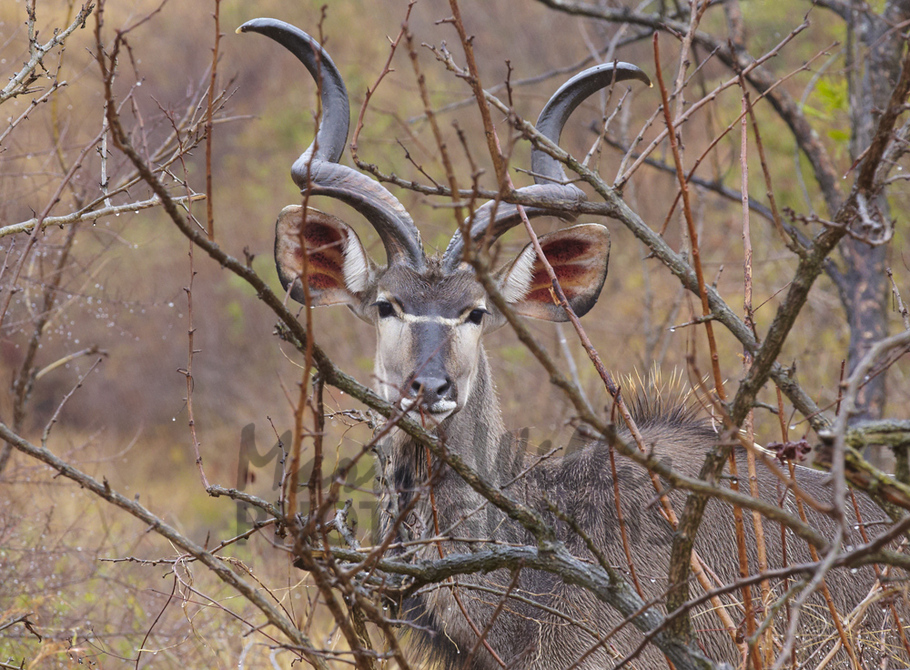 Buy Kudu Image Online - Print & Canvas Photos - Martin Willis Photographs