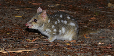 Buy Eastern Quoll Image Online - Print & Canvas Photos - Martin Willis ...