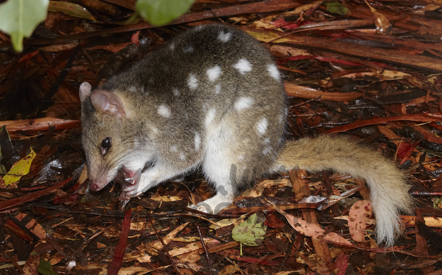 Buy Eastern Quoll Image Online - Print & Canvas Photos - Martin Willis ...