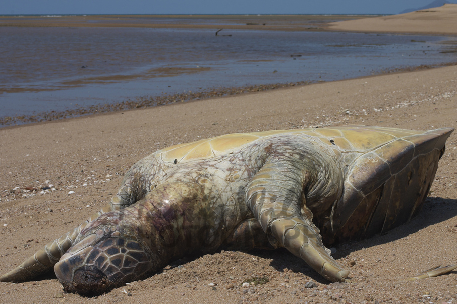 Buy Dead Turtle (propeller damage) Image Online - Print & Canvas Photos ...