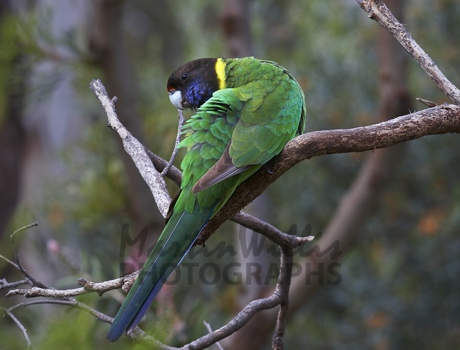 Buy Australian Ringneck Parrot (race Twentyeight) Image Online - Print ...