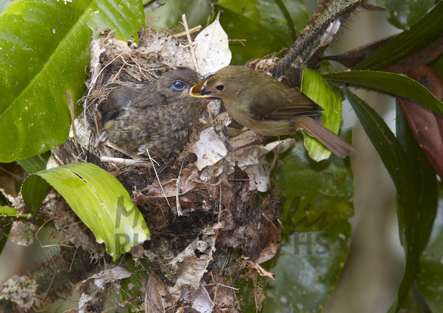 Buy Large-billed Scrubwren with Fantail Cuckoo chick Image Online ...