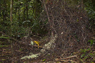 Buy Golden Bowerbird, large bower Image Online - Print & Canvas Photos ...