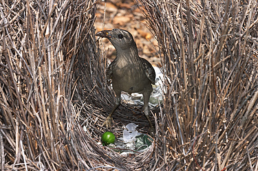 Buy Great Bowerbird -painting bower Image Online - Print & Canvas ...