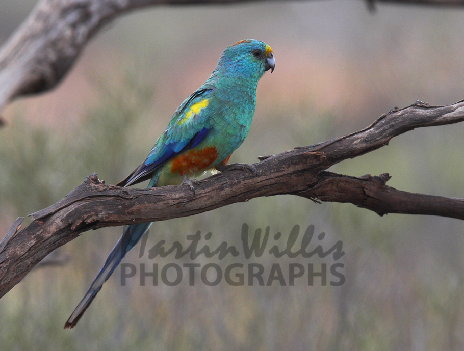 Buy Mulga Parrot Image Online - Print & Canvas Photos - Martin Willis ...