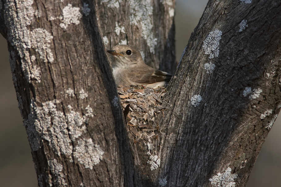 Buy Red-capped Robin on nest Image Online - Print & Canvas Photos ...