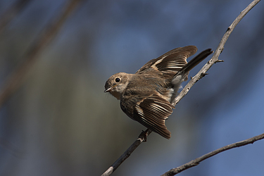 Buy Red-capped Robin -female threat display Image Online - Print ...
