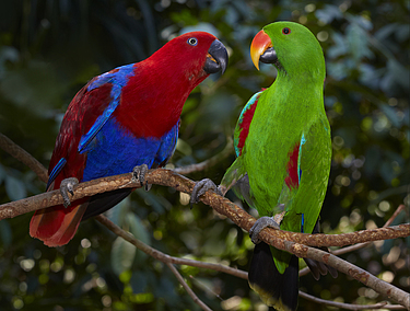 Buy Eclectus Parrots -pair Image Online - Print & Canvas Photos ...
