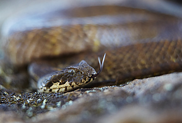 Buy Northern Death Adder -close up Image Online - Print & Canvas Photos ...