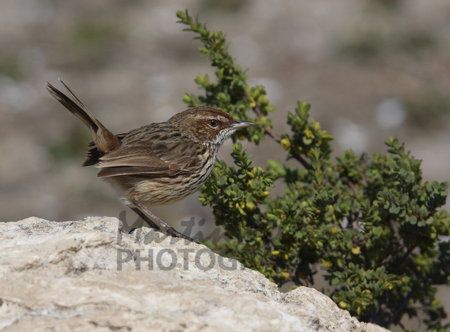 Buy Rufous Fieldwren Image Online - Print & Canvas Photos - Martin ...