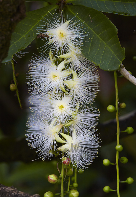 Buy Freshwater Mangrove flowers Daintree River Image Online - Print ...