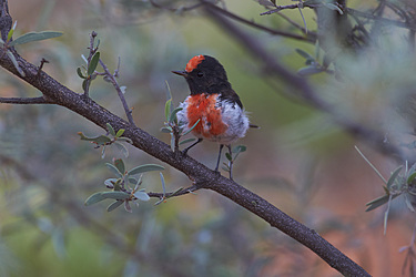 Buy Red-capped Robin Image Online - Print & Canvas Photos - Martin ...