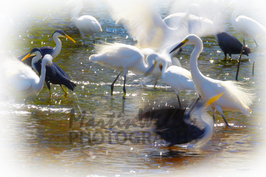Buy Dancing Birds Image Online - Print & Canvas Photos - Martin Willis ...