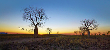 Buy Boab Sunset Image Online - Print & Canvas Photos - Martin Willis ...