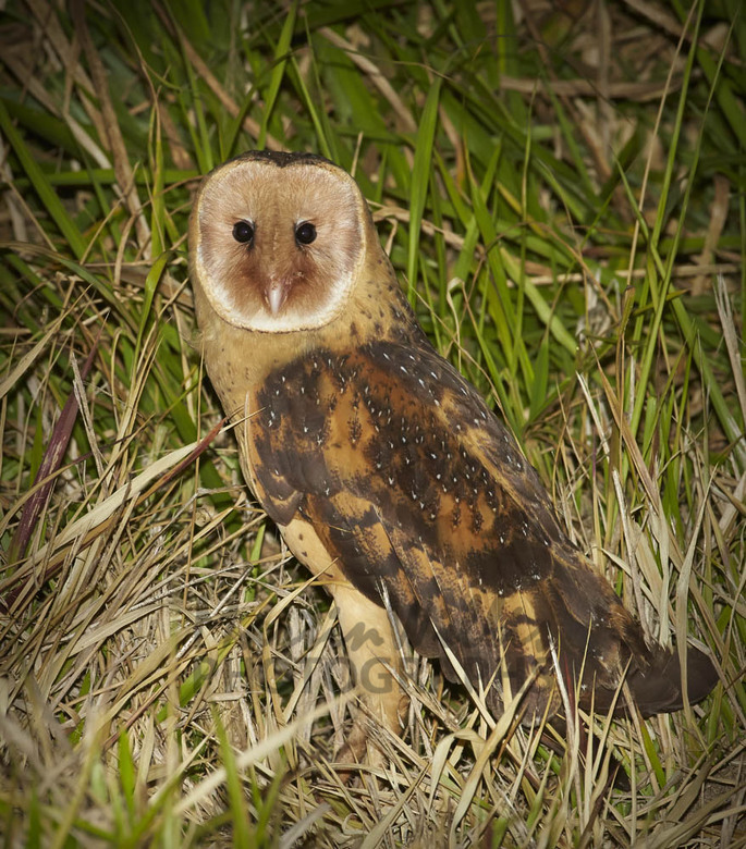 Buy Eastern Grass Owl -female Image Online - Print & Canvas Photos ...