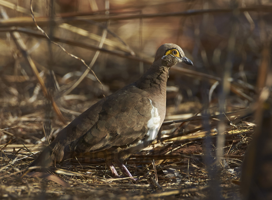Buy Partridge Pigeon -yellow-faced Image Online - Print & Canvas Photos ...