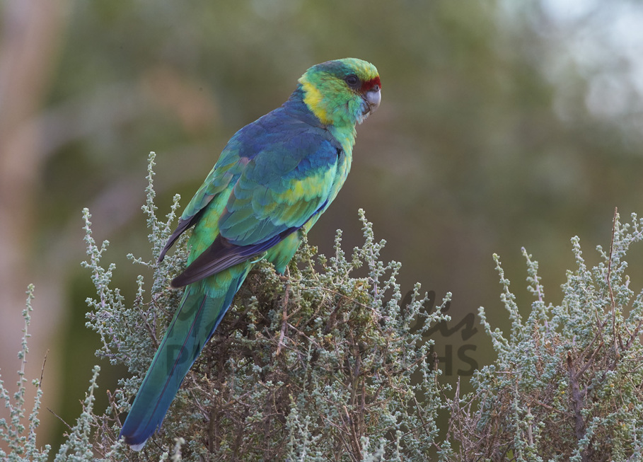 Buy Australian Ringneck -subspecies barnardi Image Online - Print ...