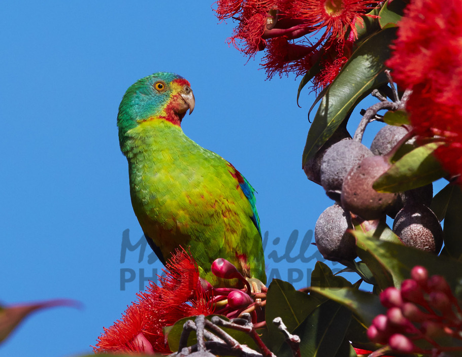 Buy Swift Parrot Image Online - Print & Canvas Photos - Martin Willis ...