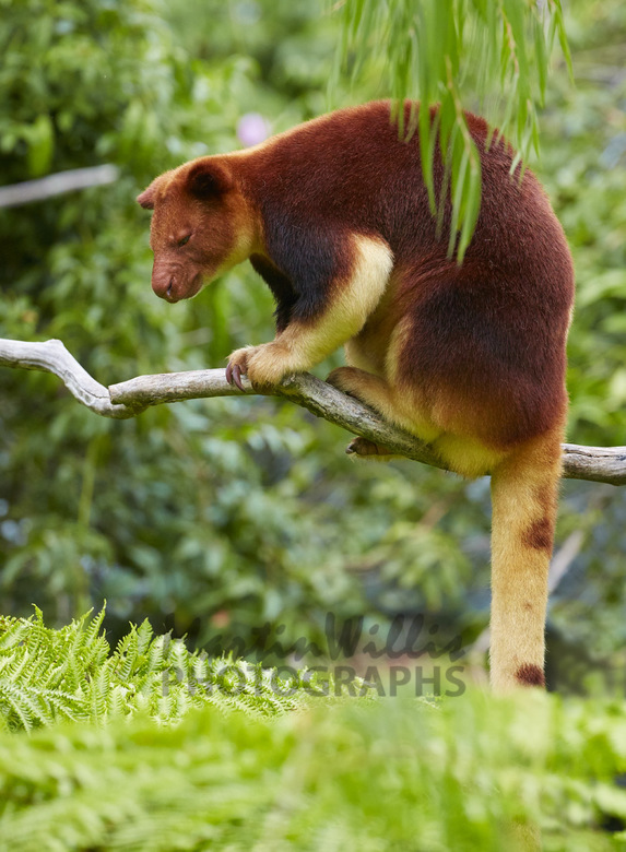 Buy Goodfellow's Tree Kangaroo Image Online - Print & Canvas Photos ...