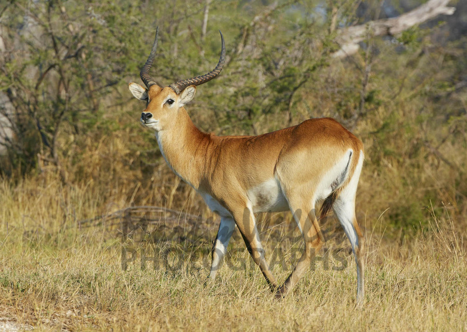 Buy Red Lechwe -Botswana Image Online - Print & Canvas Photos - Martin ...