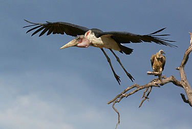 Buy Marabou Stork -flight Image Online - Print & Canvas Photos - Martin ...