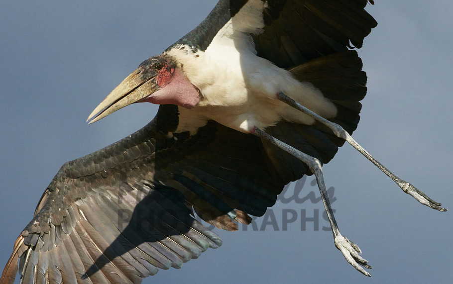 Buy Marabou Stork -flight Image Online - Print & Canvas Photos - Martin ...