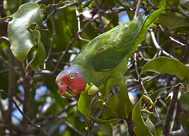 Buy Red-cheeked Parrot Image Online - Print & Canvas Photos - Martin ...
