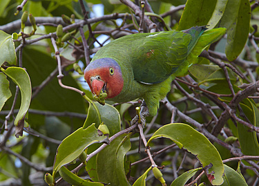 Buy Red-cheeked Parrot Image Online - Print & Canvas Photos - Martin ...