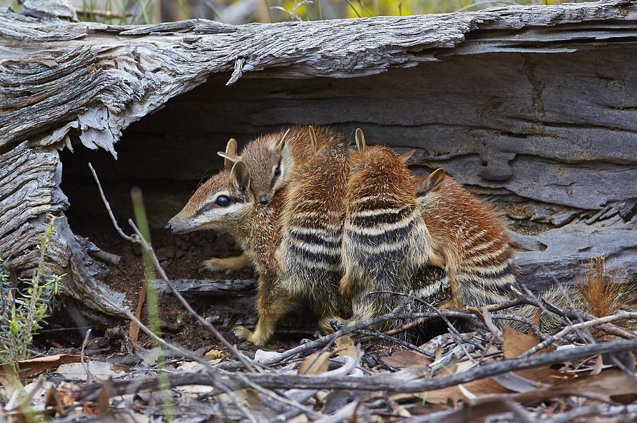 Buy Numbat with young on back Image Online - Print & Canvas Photos ...