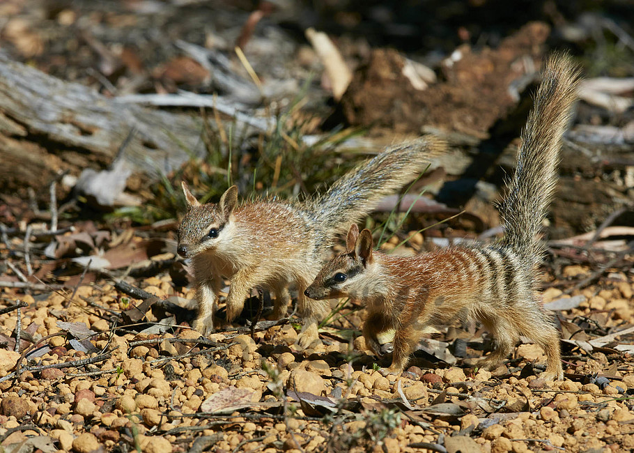 Buy Numbat young wandering from burrow Image Online - Print & Canvas ...